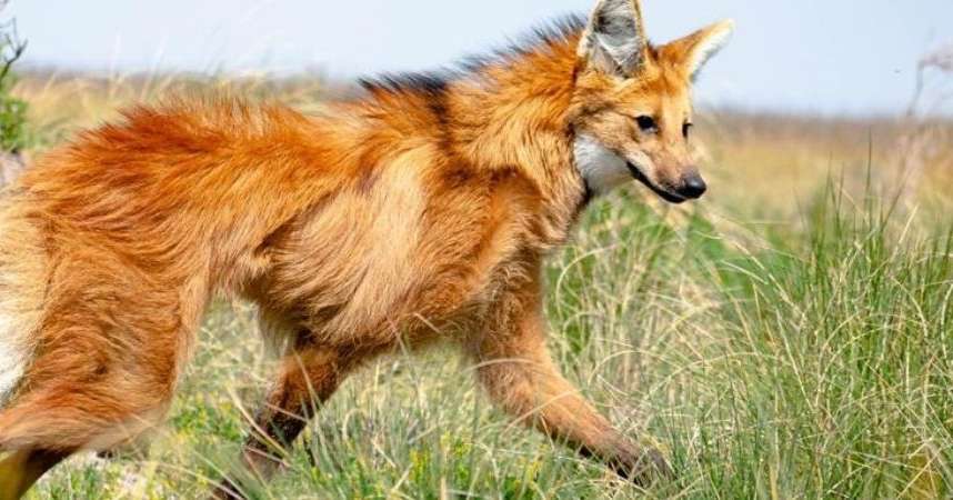 Un Aguará en el museo: “El Lobizón Criollo” - Página oficial de la ...