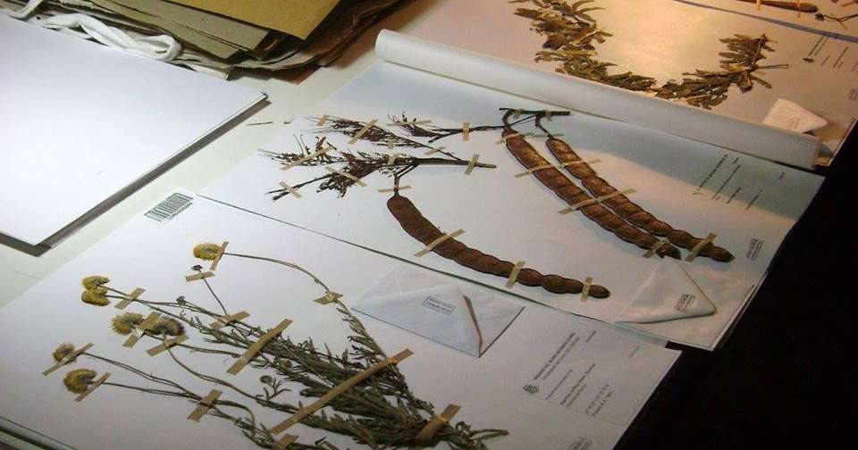 Museo Botánico - Página oficial de la Facultad de Ciencias Exactas ...